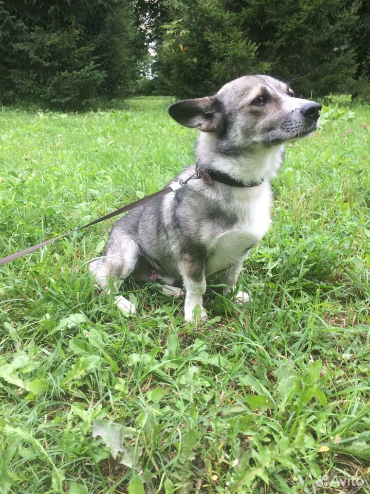 Преданный Цезарь ищет свой дом