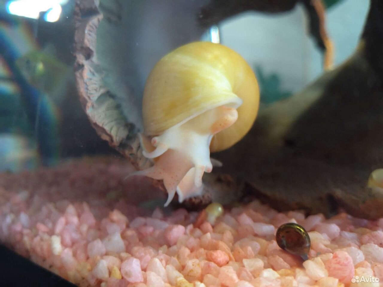 Улитки ампулярии