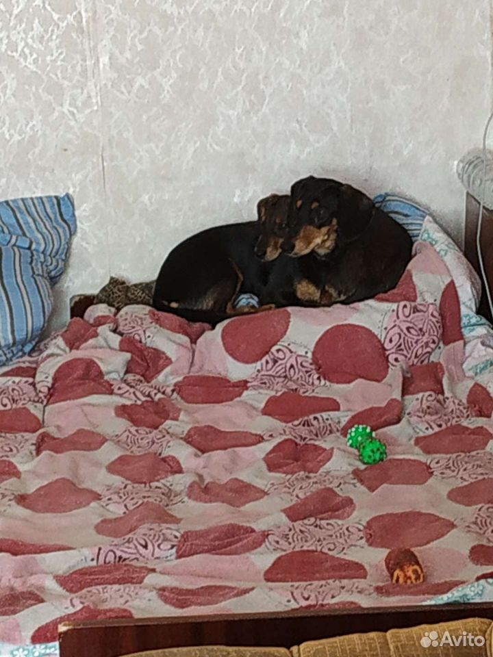 Отдам таксу в добрые руки, девочка два года, в свя