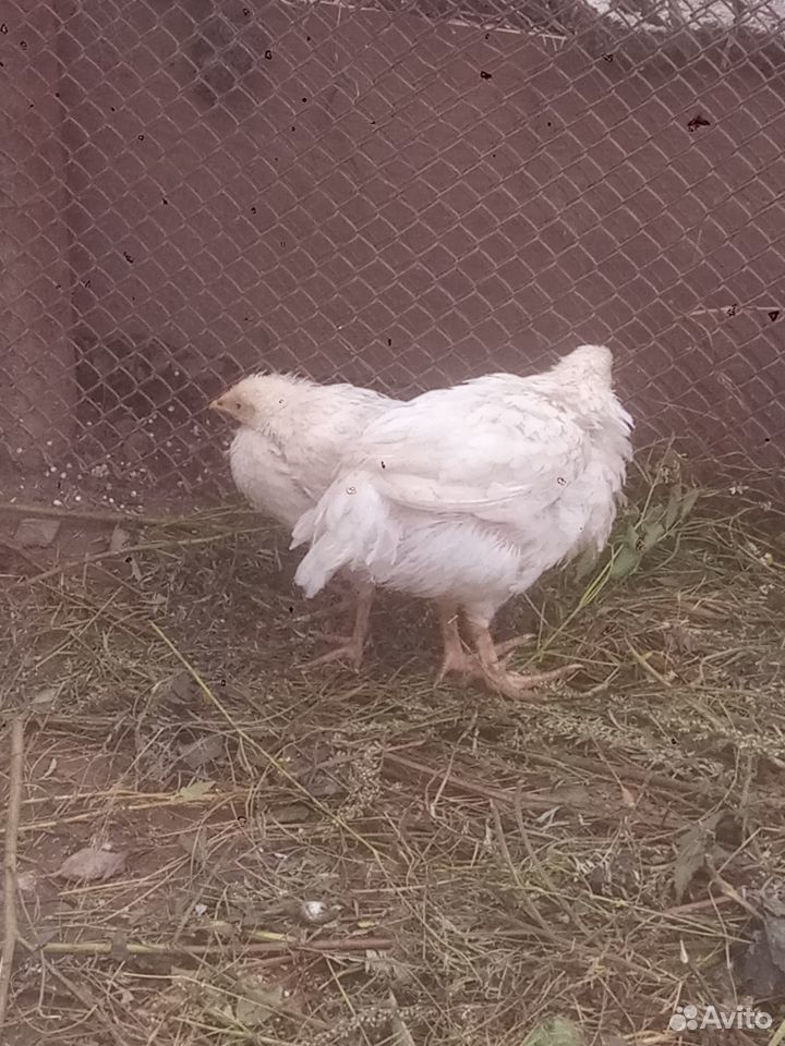 Цыплята бролеры