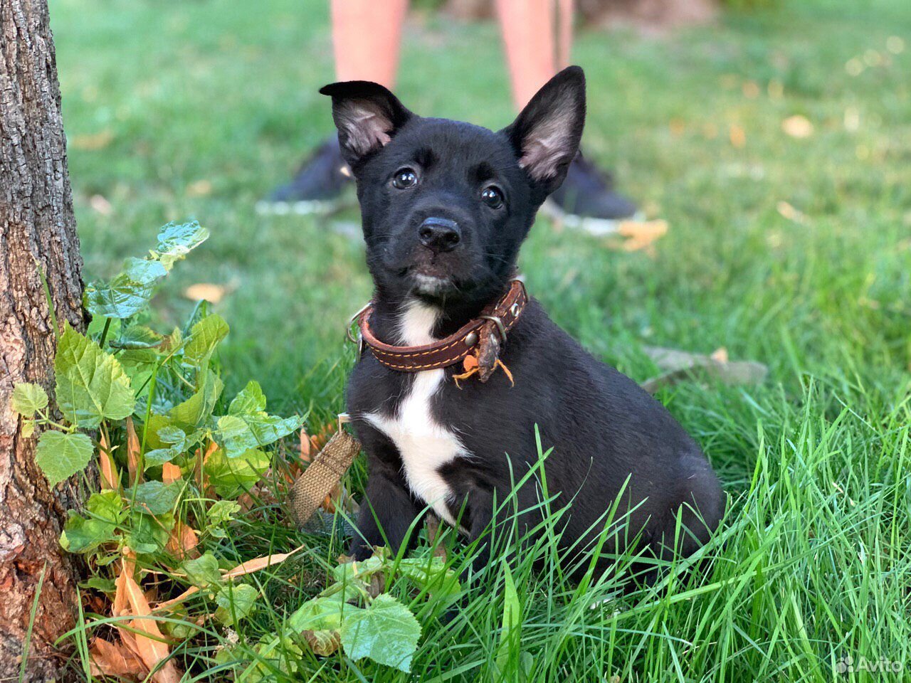 Джонни красавчик ищет семью