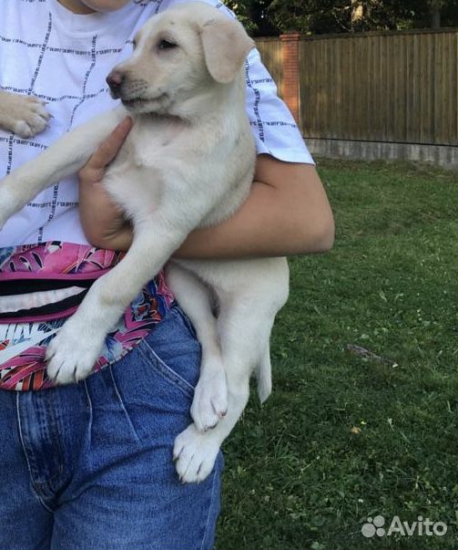 Заберите друга домой