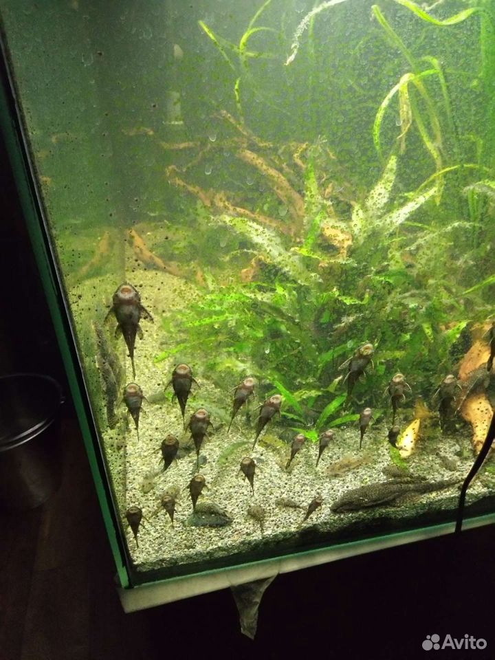 Молодь сома анцитруса 5 - 8 см