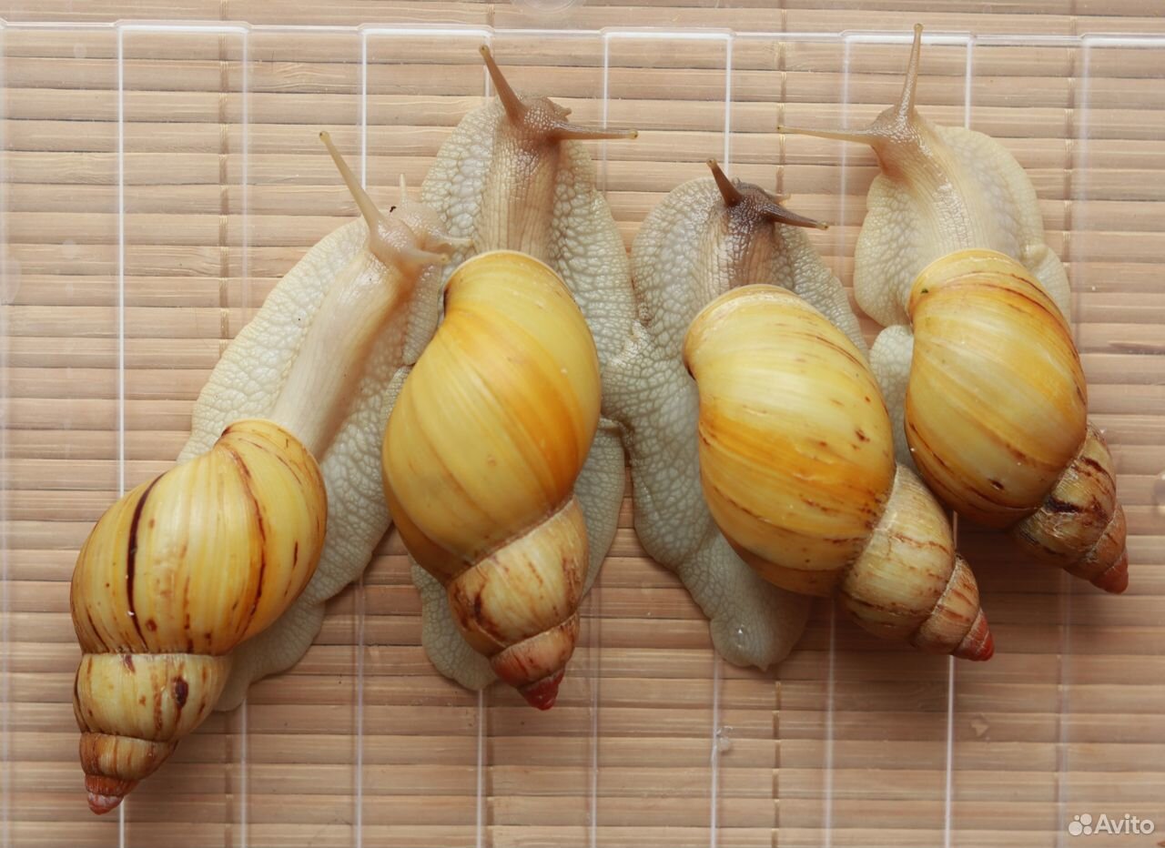 Улитки Ахатина Занзибарика