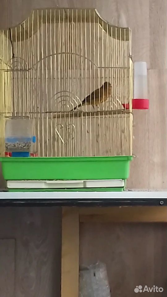 Клетка Канарейка самец красный дерево 2 лет