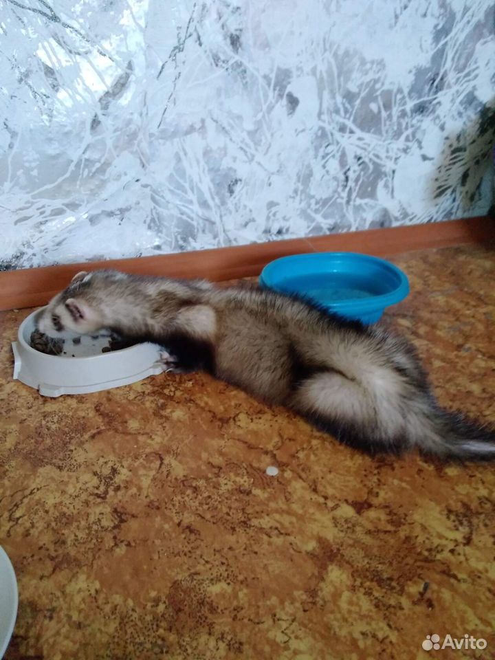 Продам Фредку