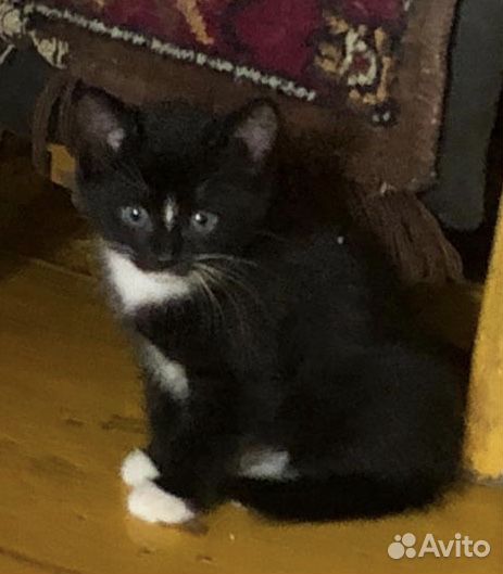 Котёнок мальчик 1,5 мес.Тимоша