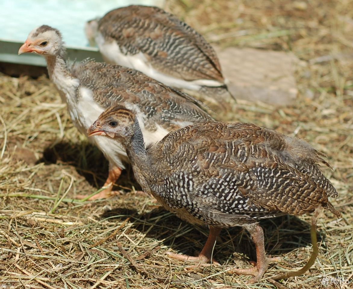Цыплята цесарки бройлерной