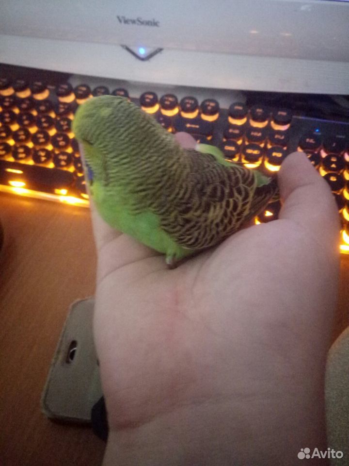 Волнистый попугаи (чех)