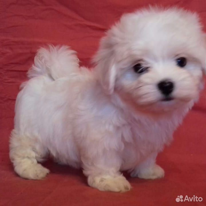 Щенки Болонезы. Итальянские бишоны