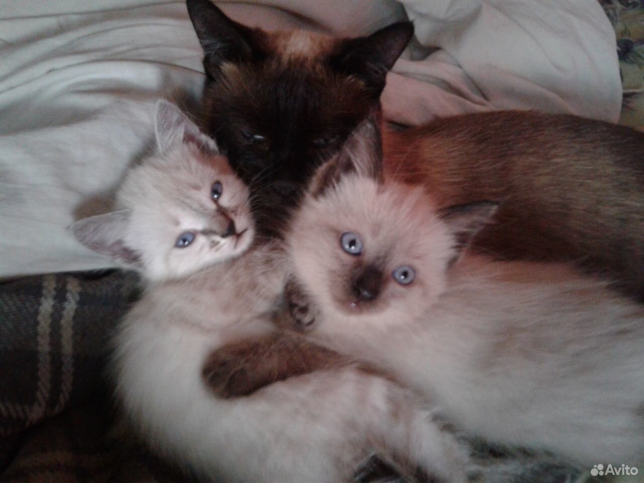 Котята сиамки