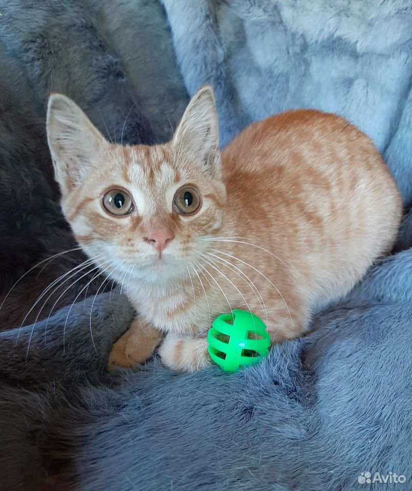 Рыжее сокровище