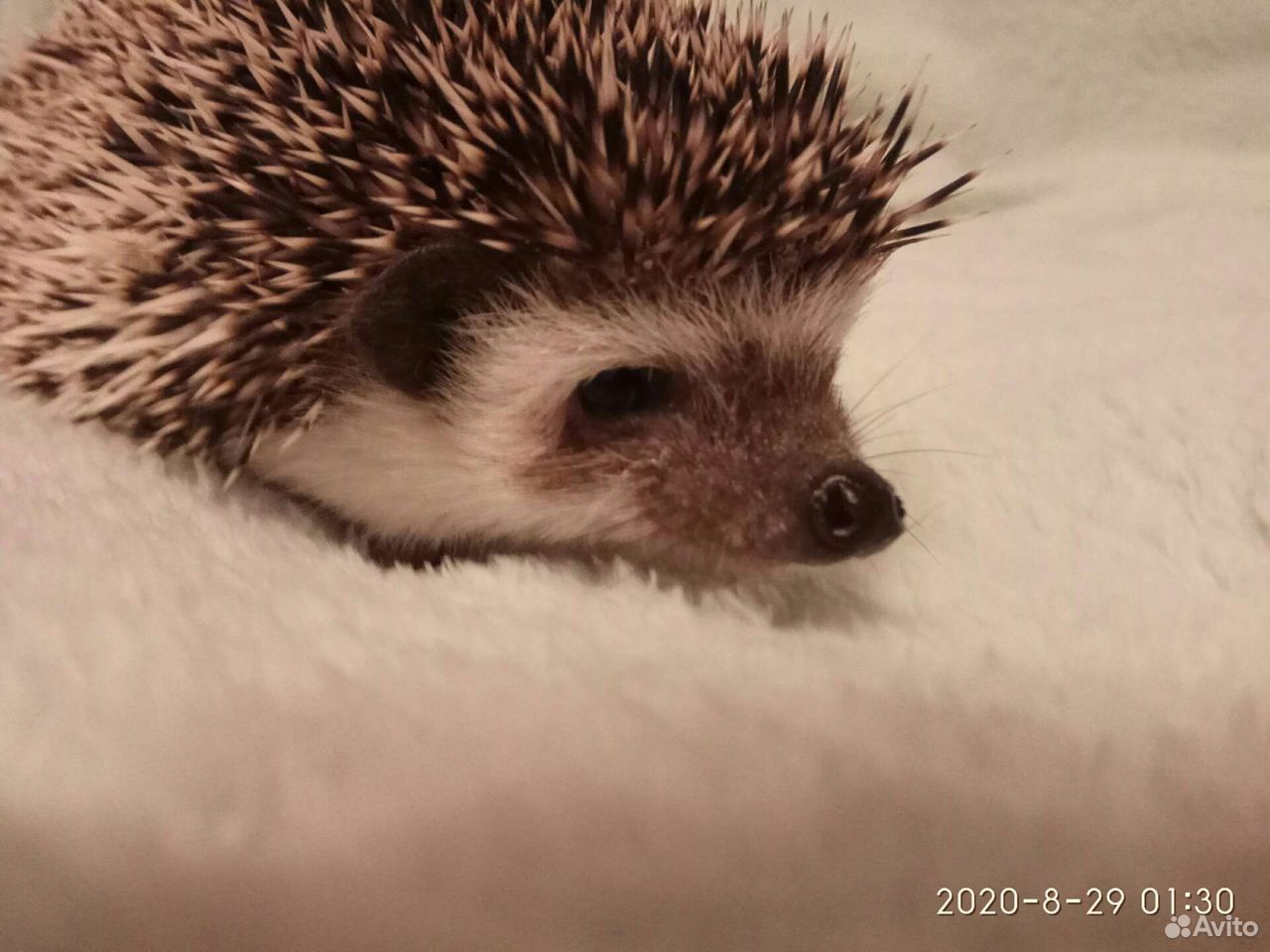 Ёжики карликовые