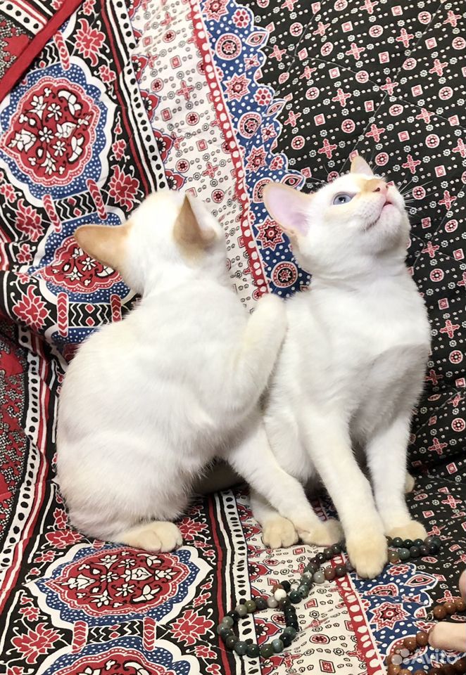 Котята Меконгские бобтейлы