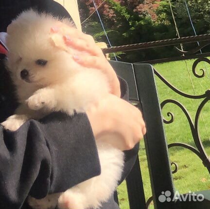 Шпиц, собака, девочка