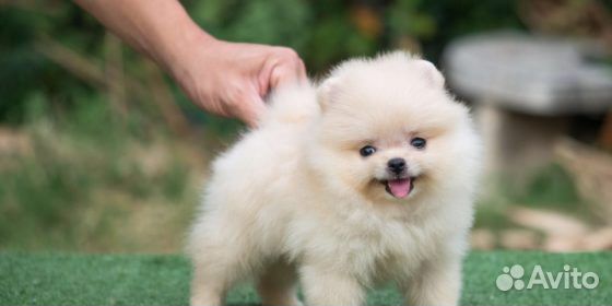 Нужна собачка маленькой породы