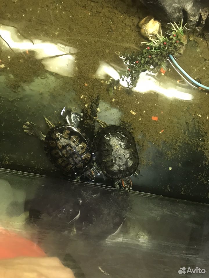 Черепашки бесплатно