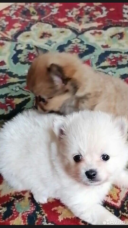 Шпиц мини и супер-мини