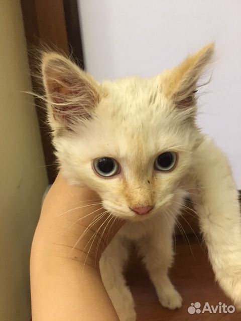 Котенок породы Тонкинская кошка