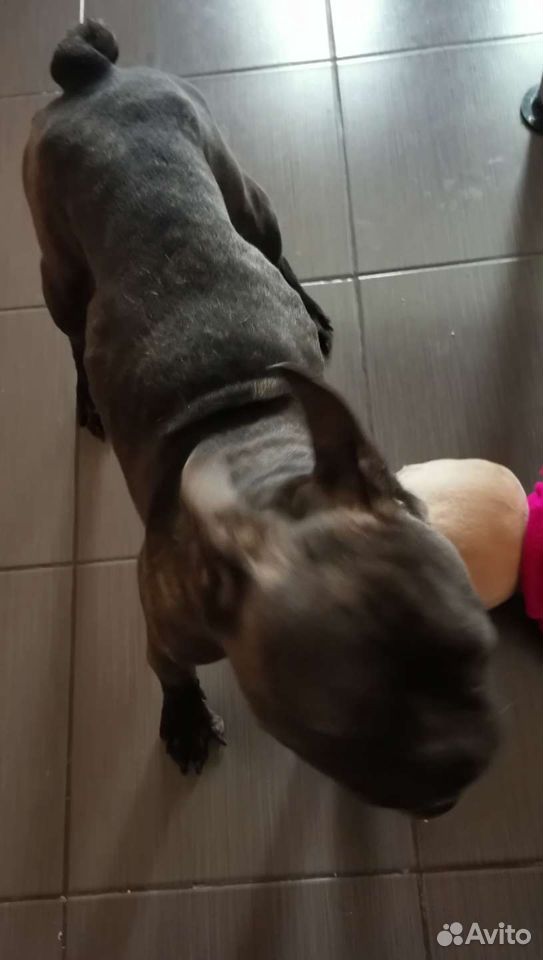 Французский бульдог