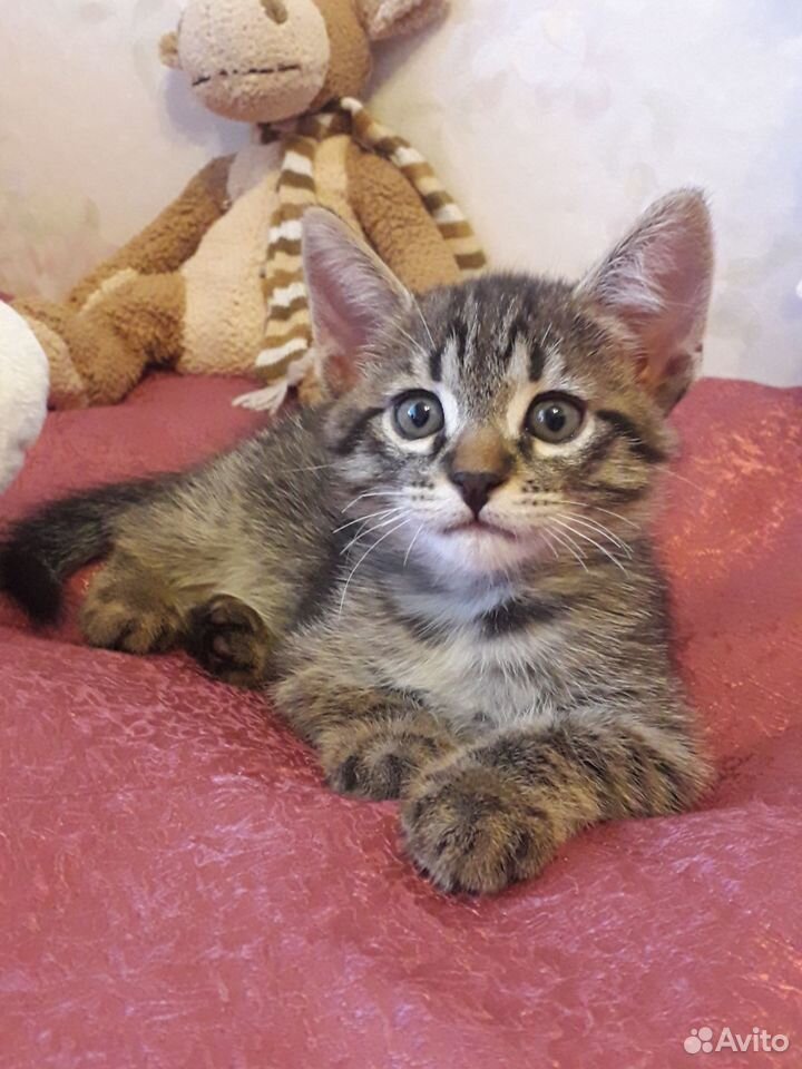 Милашка ищет дом