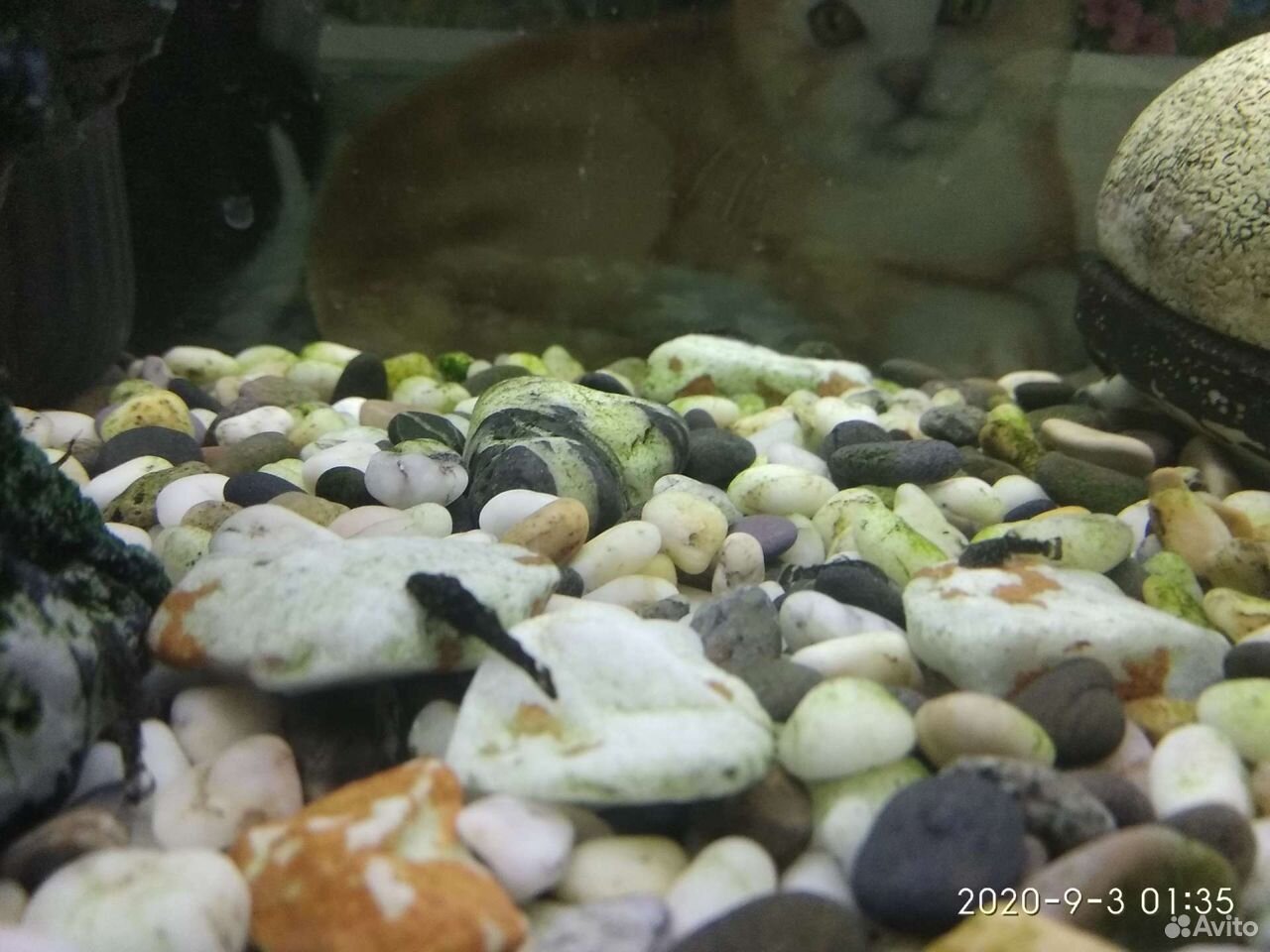 Сом анцитрус