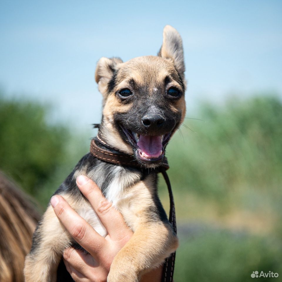 Ищет лучший дом щенок маленькой собачки уша