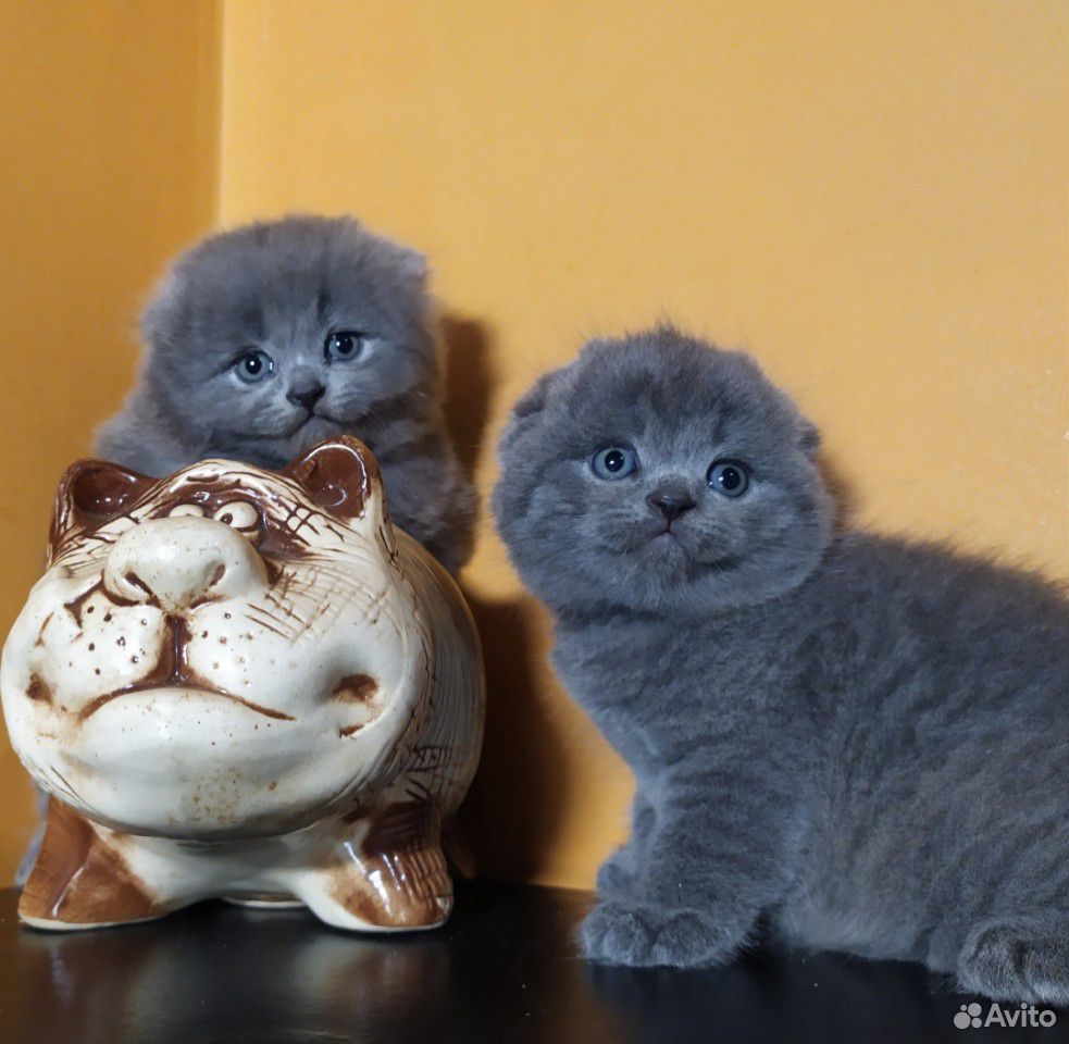 Плюшевый и хайленд, пацаны