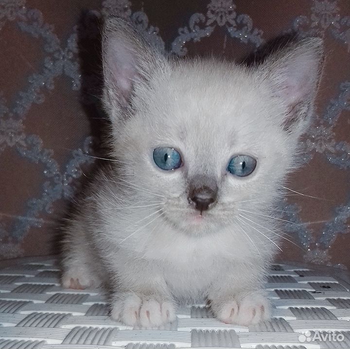 Отдаем котят