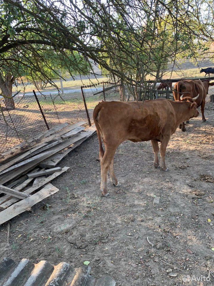 Продаётся тёлочка, стельная