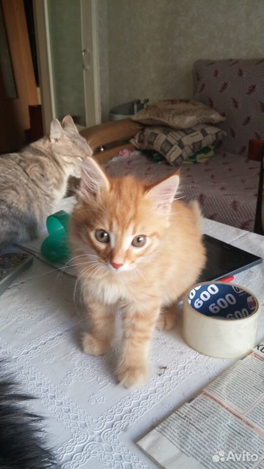 Рыжий котенок, мальчик. Бесплатно привезу