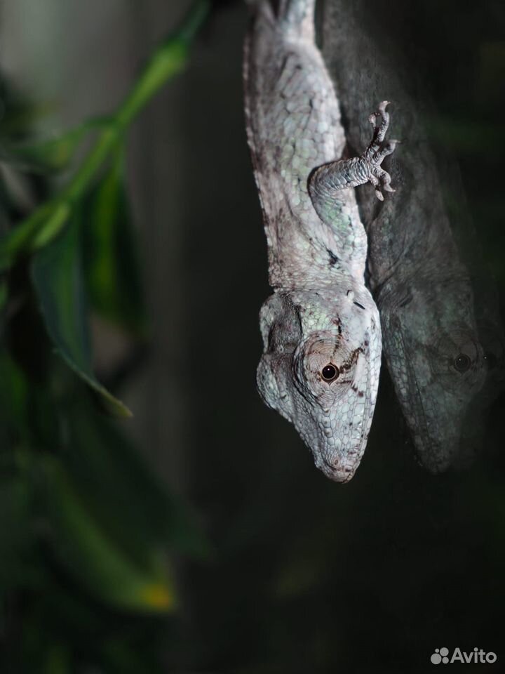 Хамелиолис, ящерица, рептилии