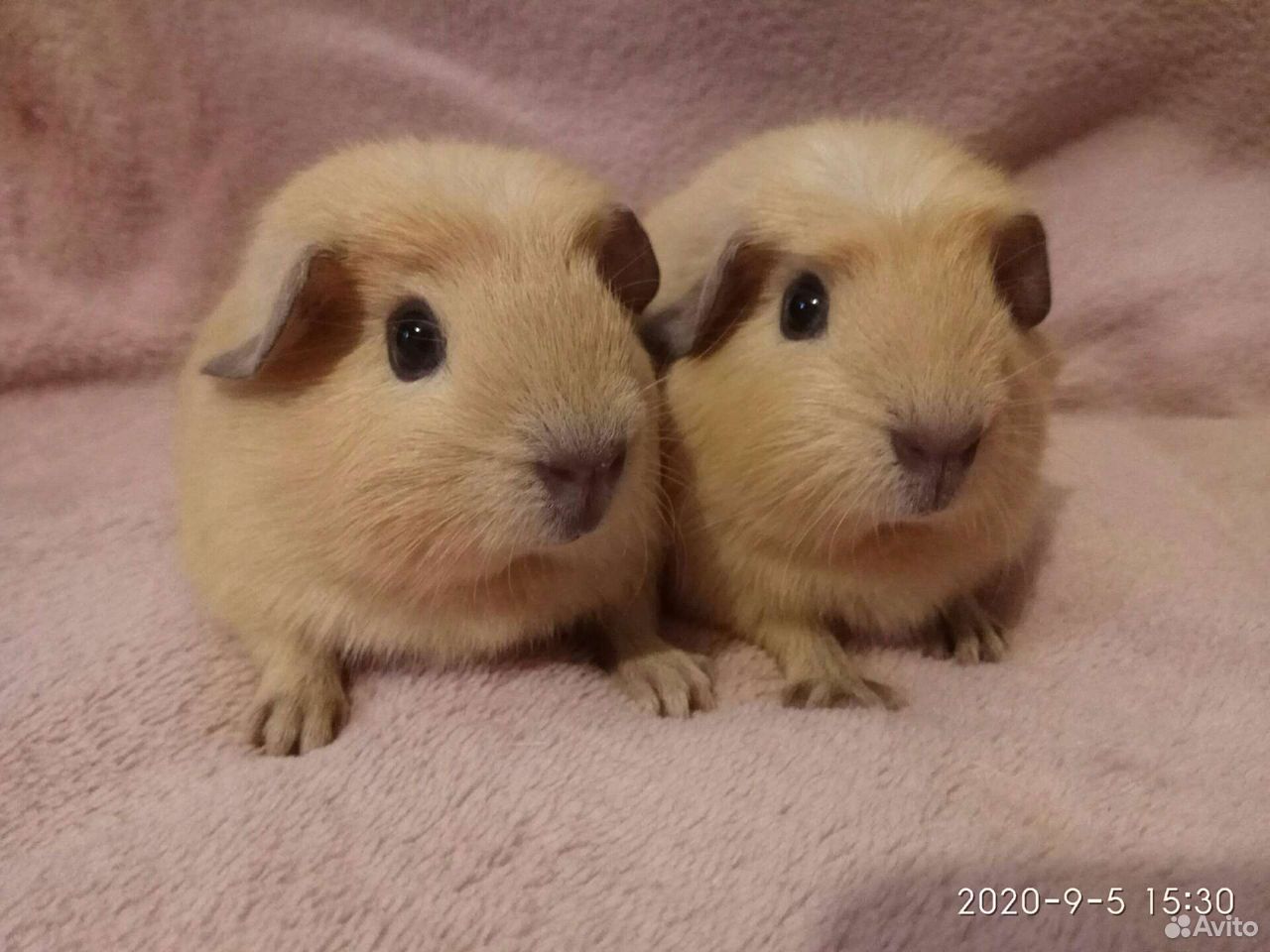 Сладкая парочка малыши