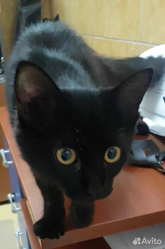 Котик брюнет