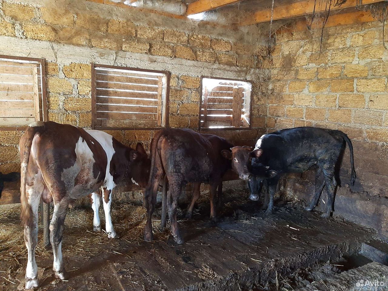 Продам 1 Телочку и 2 бычка