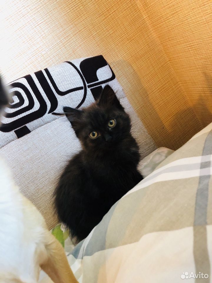 Котёнок