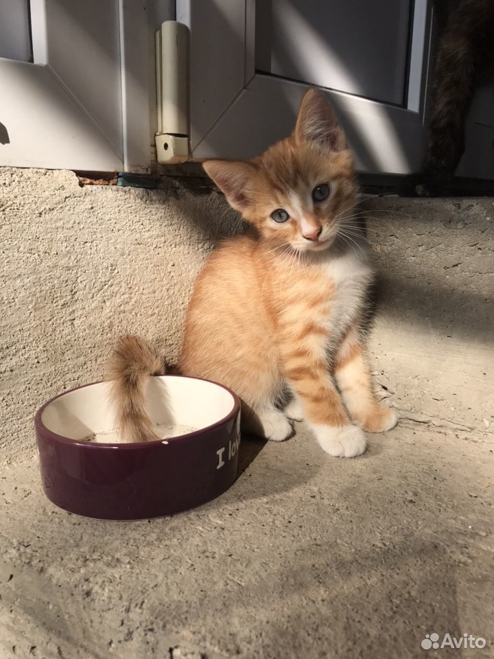 Шотландский котёнок