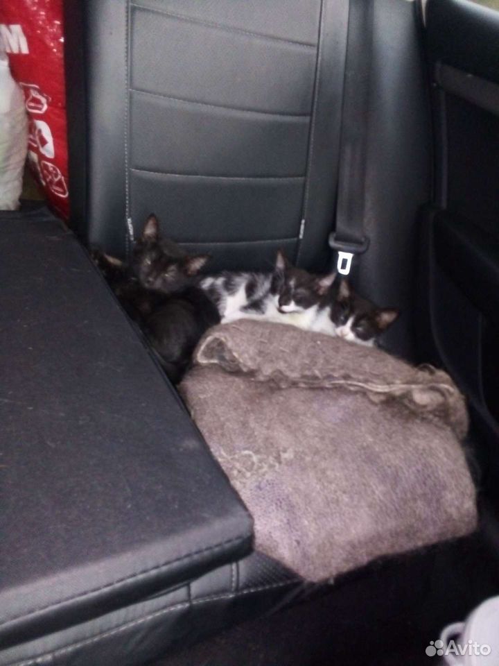 Животные(котята)