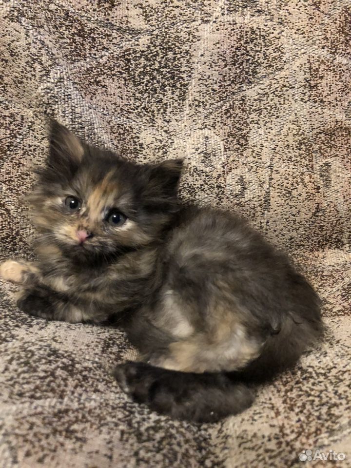 Котёнок Нюся ищет дом