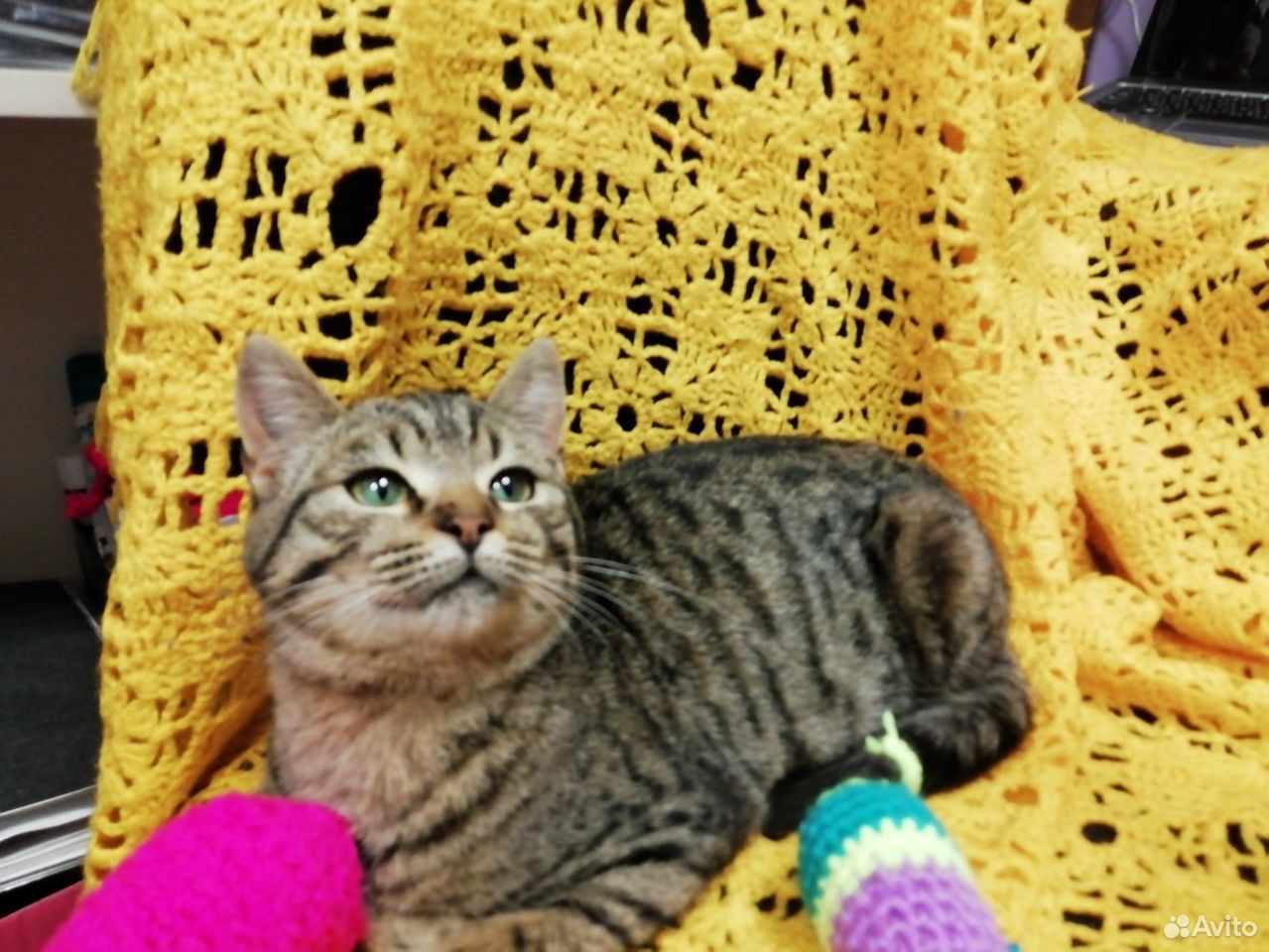 Кошки в добрые руки