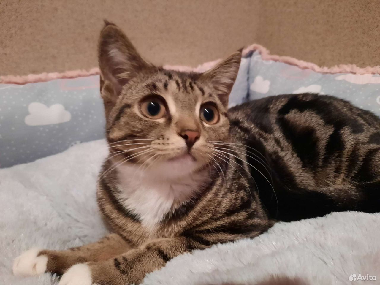 Котенок девочка метис британской кошки