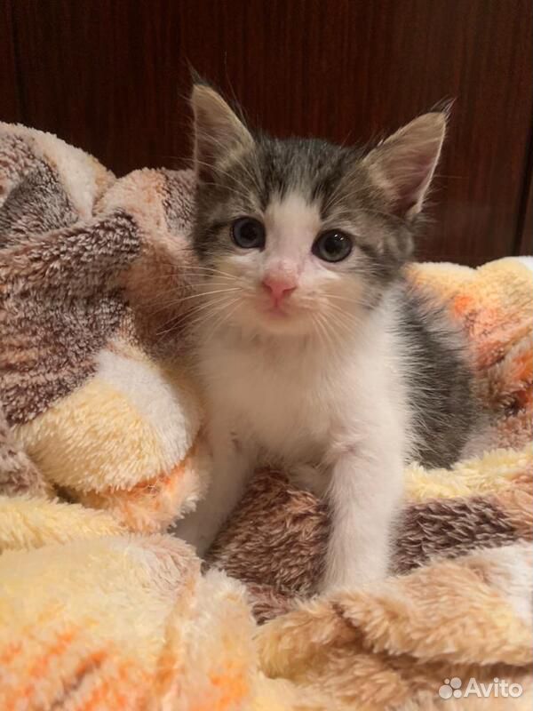 Разноглазые котята Фреш и Шейк в дар