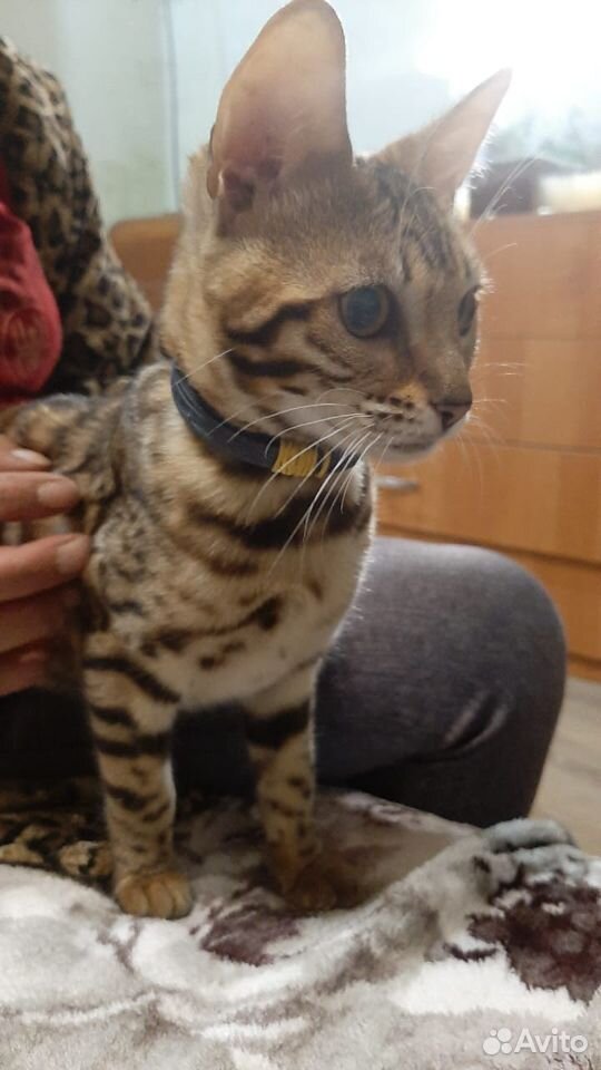 Бенгалькая кошка