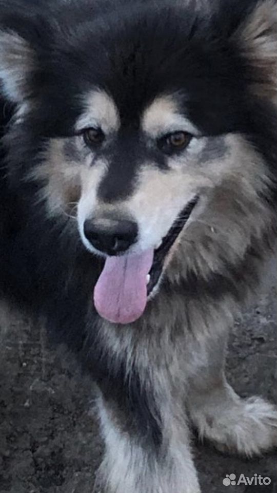 Аляскинский маламут