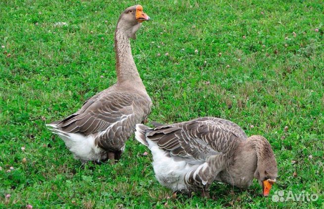 Гуси Холмогорские