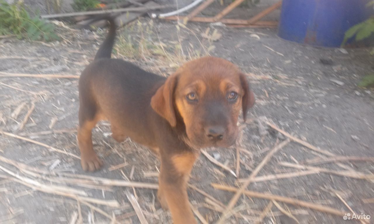 Рыжая манюня ищет дом