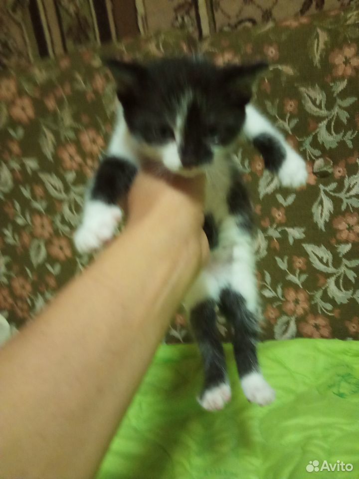 Котята белого окраса с сереньким в заботливые руки