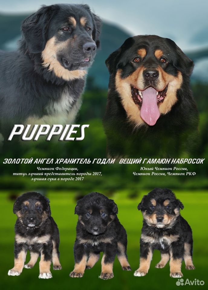 Щенки Бурят-Монгольского волкодава