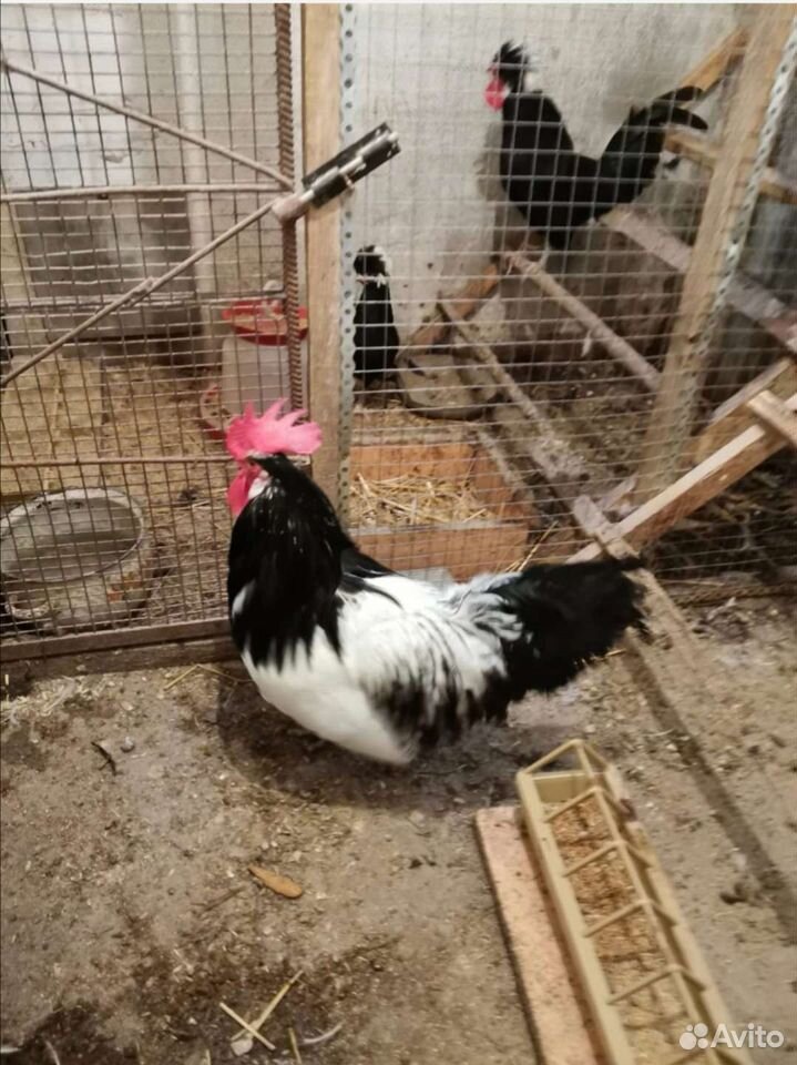 Петух породы Лакенфельдер