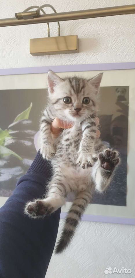 Британскийский котёнок